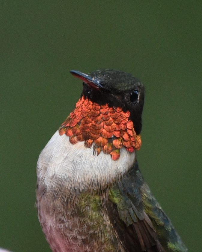 Hummingbirds: Unique and beautiful | News, Sports, Jobs - Times Republican
